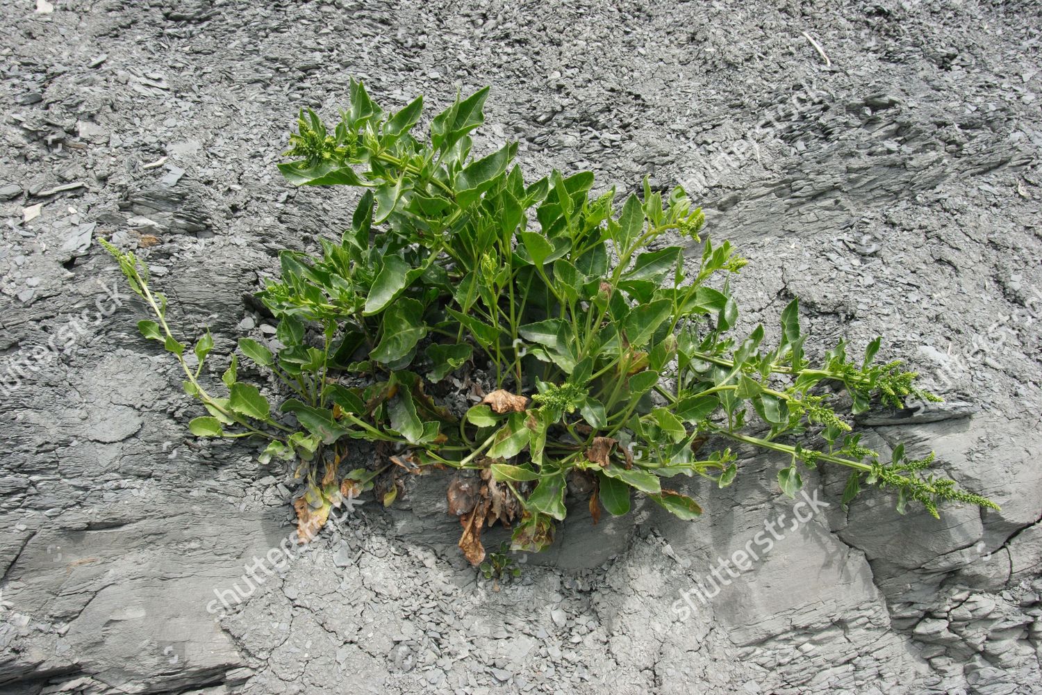 Sea Beet Beta Vulgaris Subsp Maritima Editorial Stock Photo - Stock ...