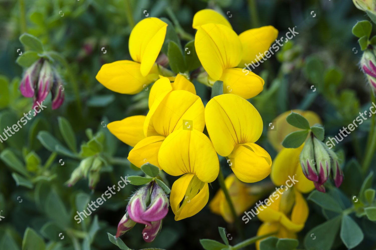 Birdsfoot Trefoil Lotus Corniculatus Flowers Ingleborough Editorial ...