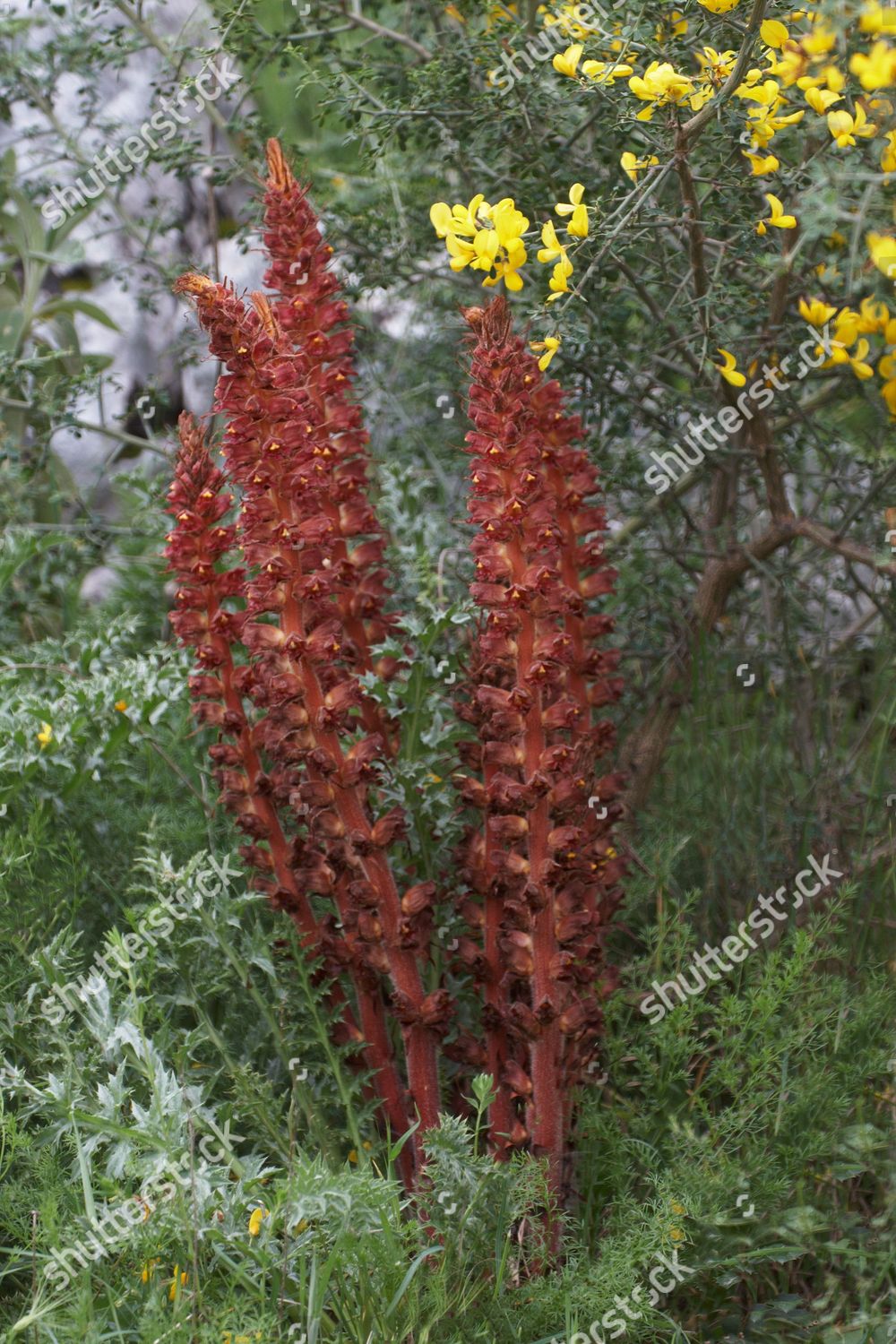 Greater Broomrape Orobanche Rapumgenistae Flowering Growing Editorial ...