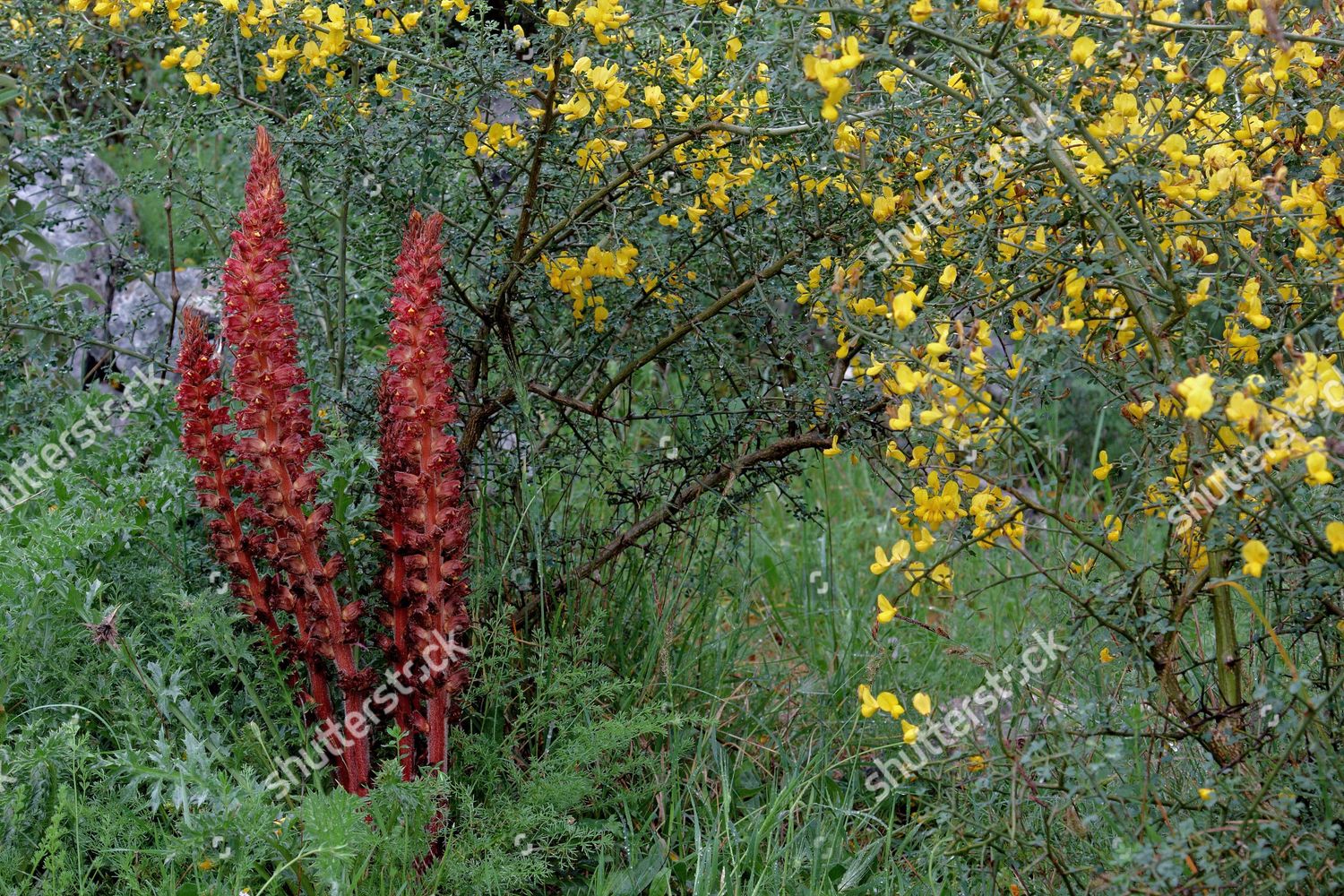 Greater Broomrape Orobanche Rapumgenistae Flowering Growing Editorial ...