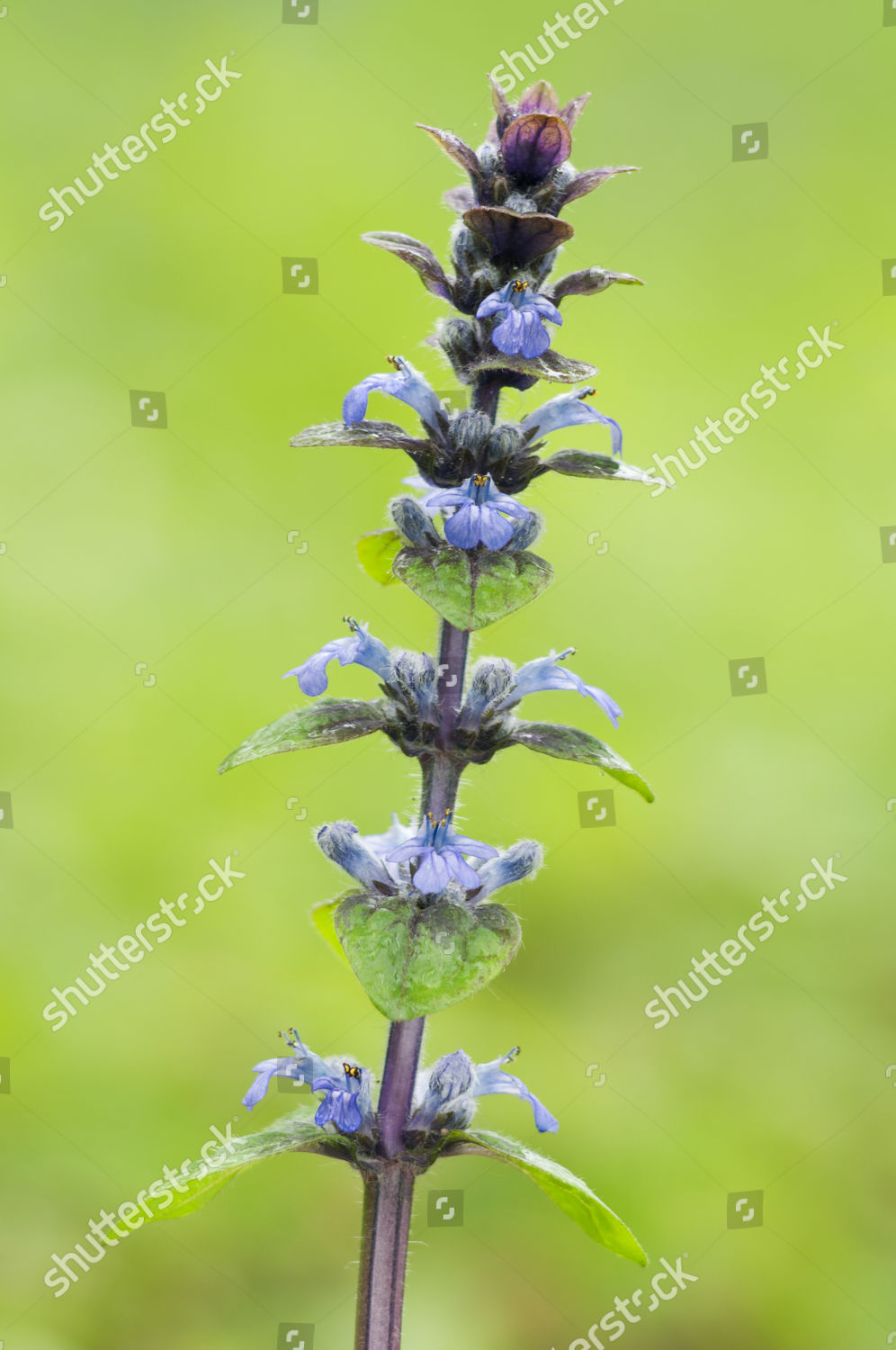 Common Bugle Ajuga Reptans Flowering Kent Editorial Stock Photo - Stock ...