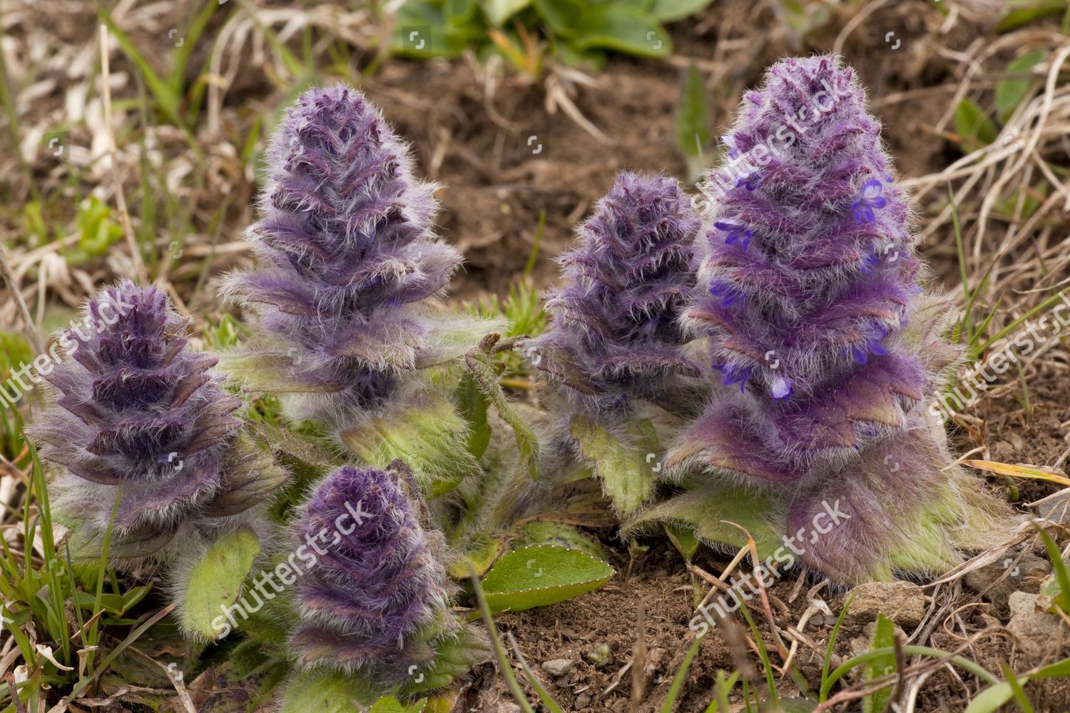 Pyramidal Bugle Ajuga Pyramidalis Flowering Great Editorial Stock Photo ...