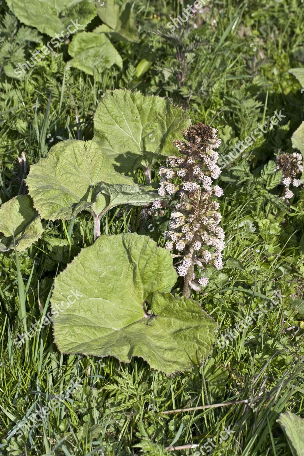 Common Butterbur Petasites Hybridus Leaves Male Editorial Stock Photo ...