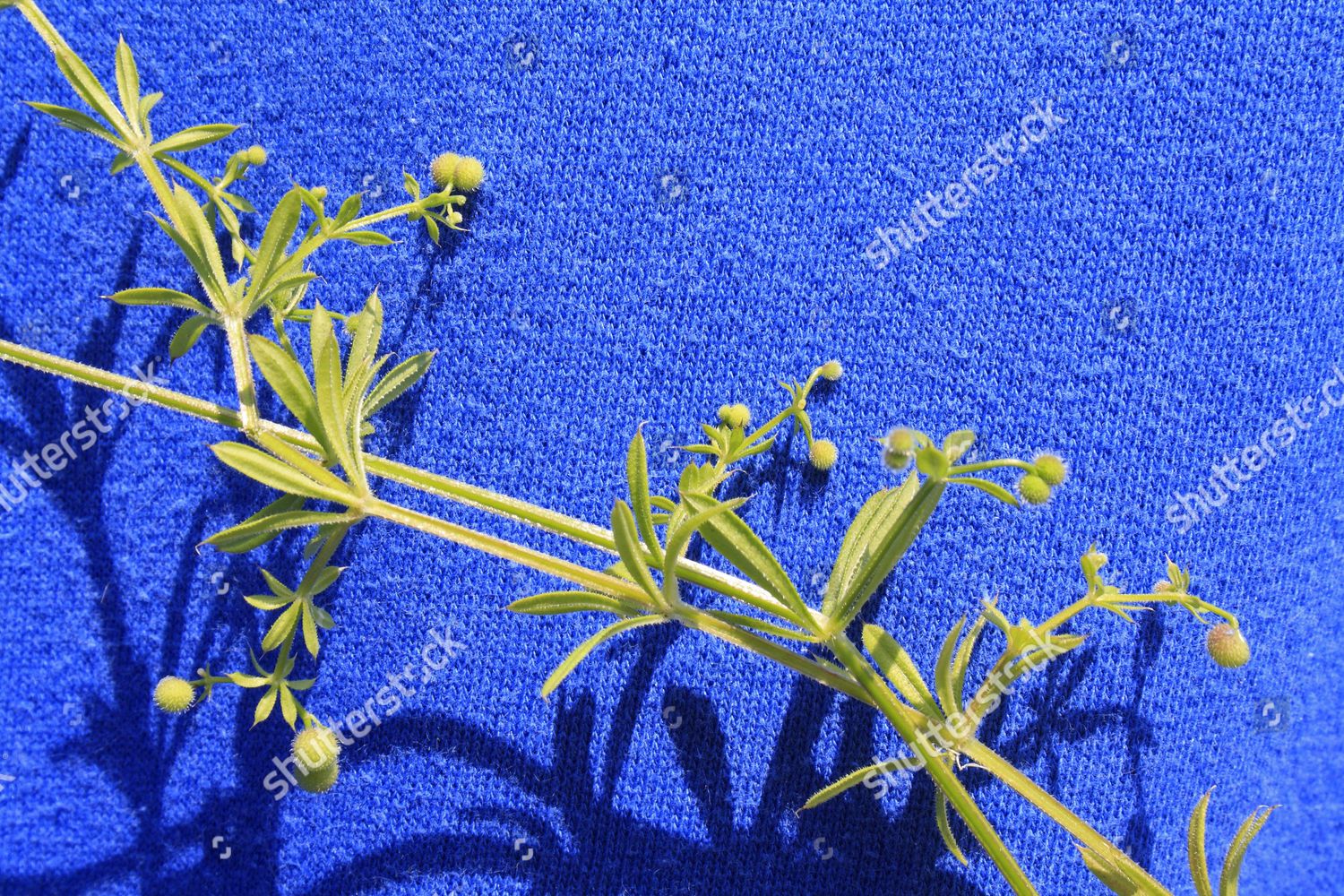 Common Cleavers Galium Aparine Leaves Stems Editorial Stock Photo ...
