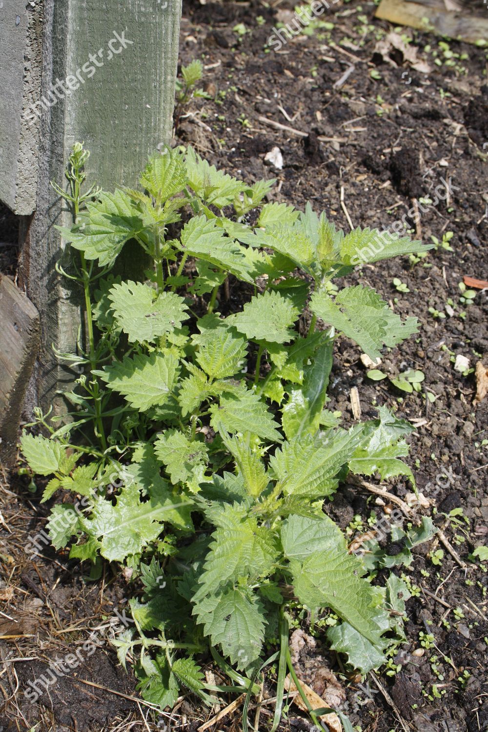 Stinging Nettle Urtica Dioica Clump Growing Editorial Stock Photo ...