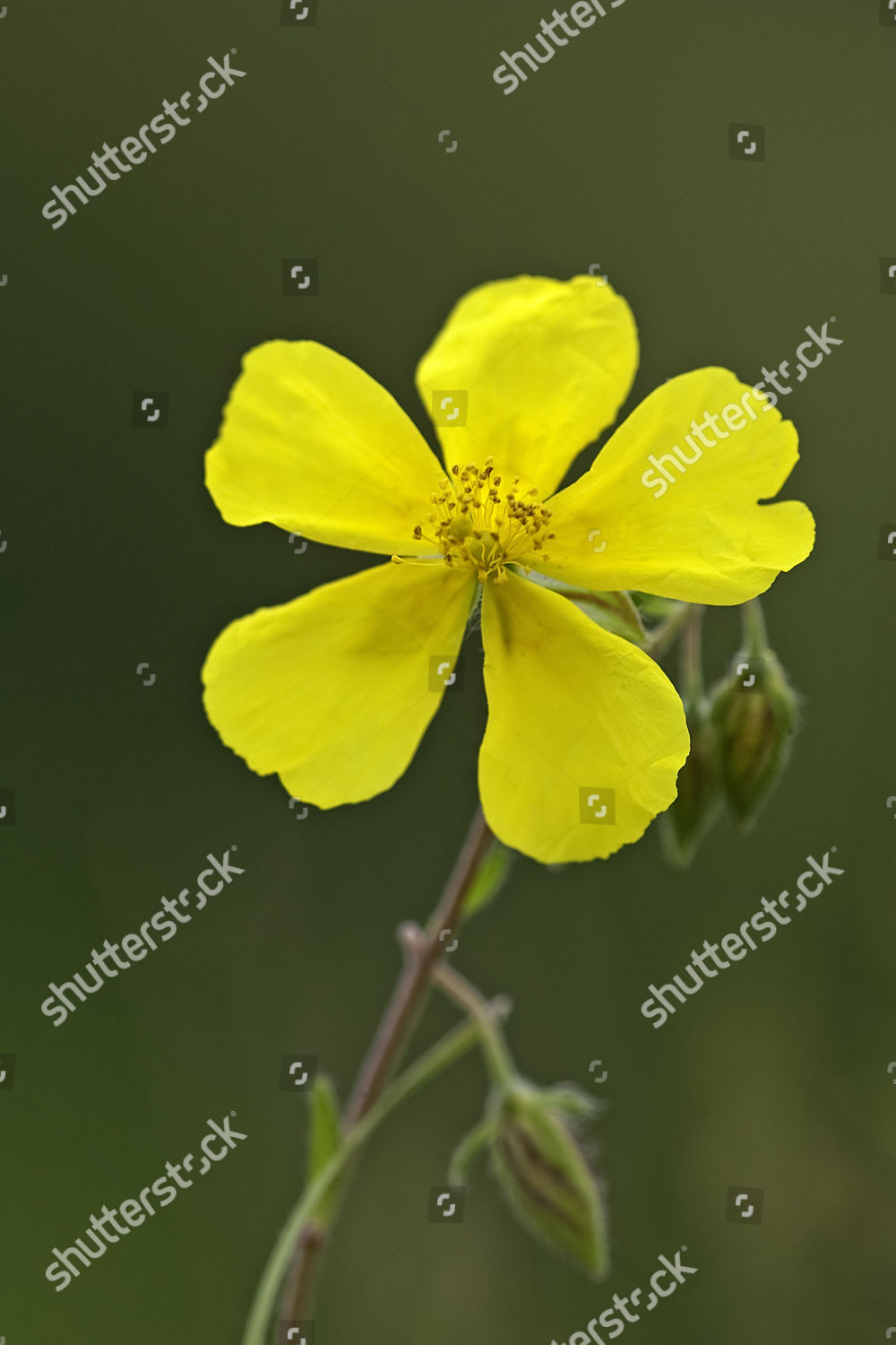Common Rockrose Helianthemum Nummularium Flower Cotswolds Editorial ...