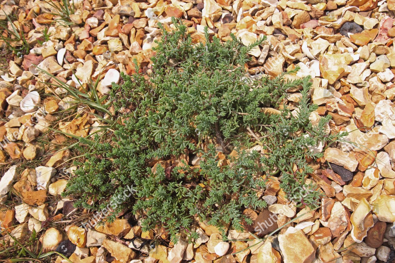 Shrubby Seablite Suaeda Vera Leaves Growing Editorial Stock Photo ...