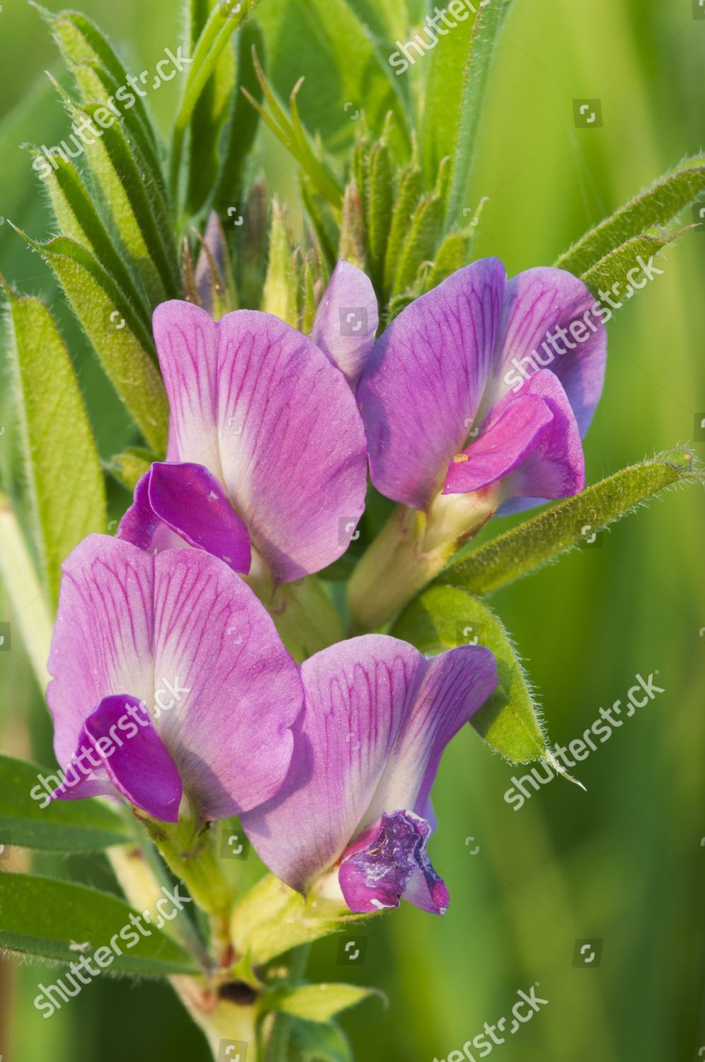 Common Vetch Vicia Sativa Flowers Elmley Editorial Stock Photo - Stock ...