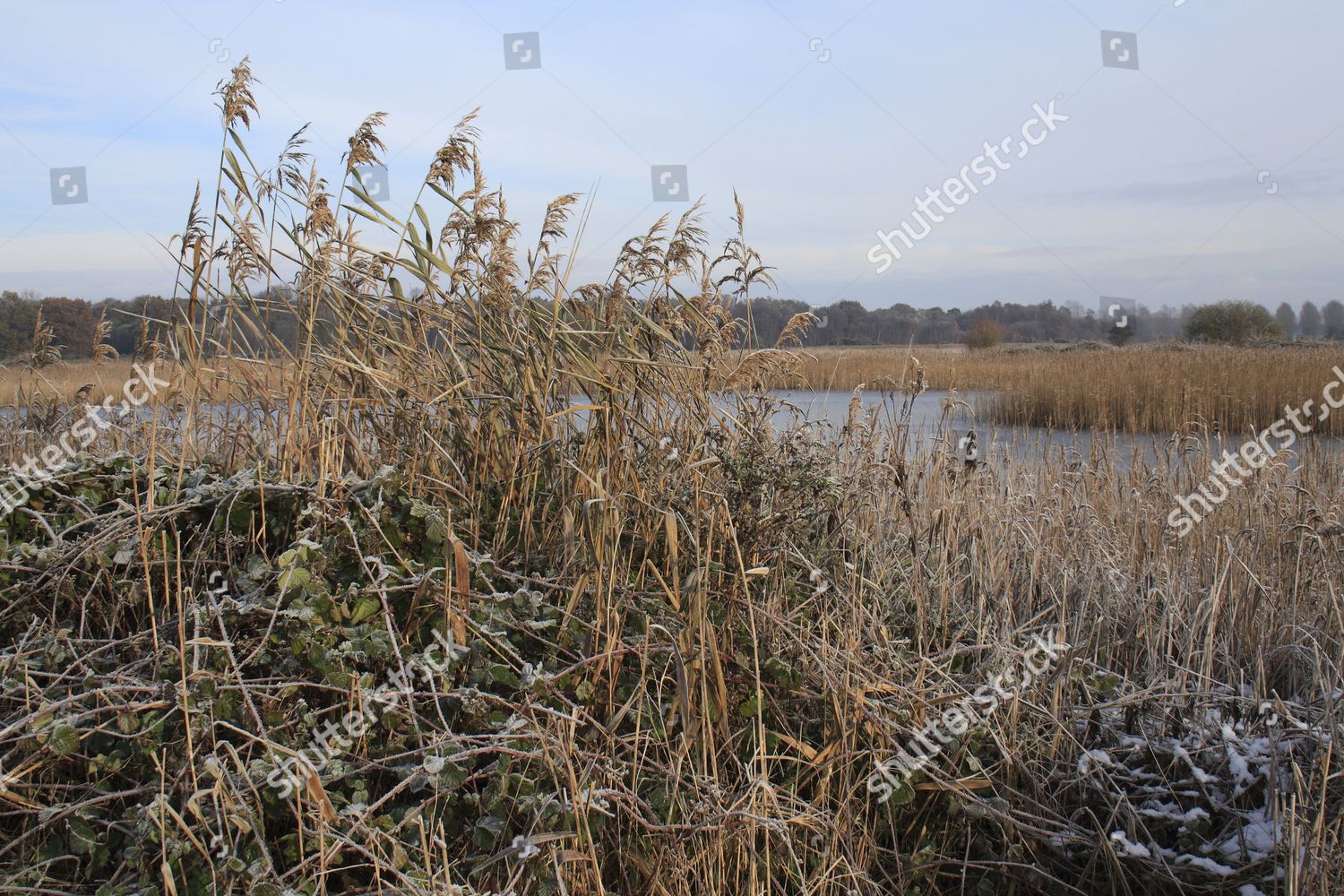 Common Reed Phragmites Australis Bramble Rubus Editorial Stock Photo ...