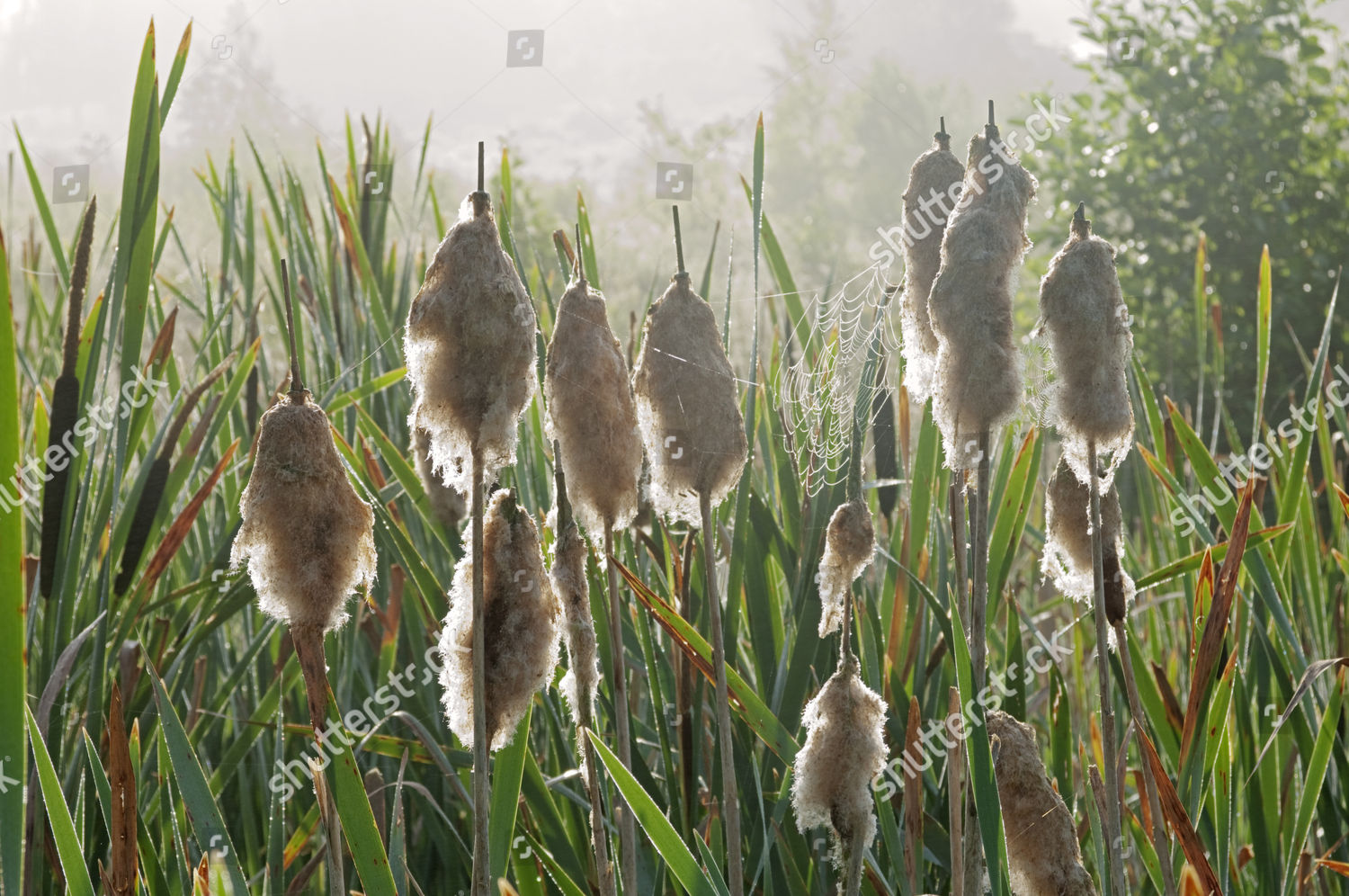 Great Reedmace Typha Latifolia Seedheads Spider Editorial Stock Photo ...