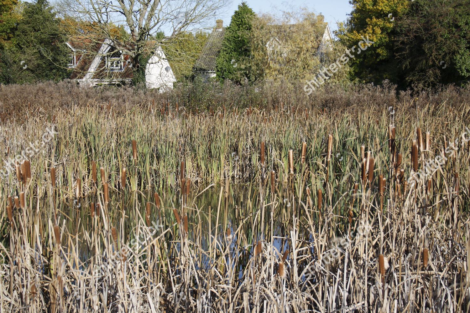 Great Reedmace Typha Latifolia Mass Flowerheads Editorial Stock Photo ...