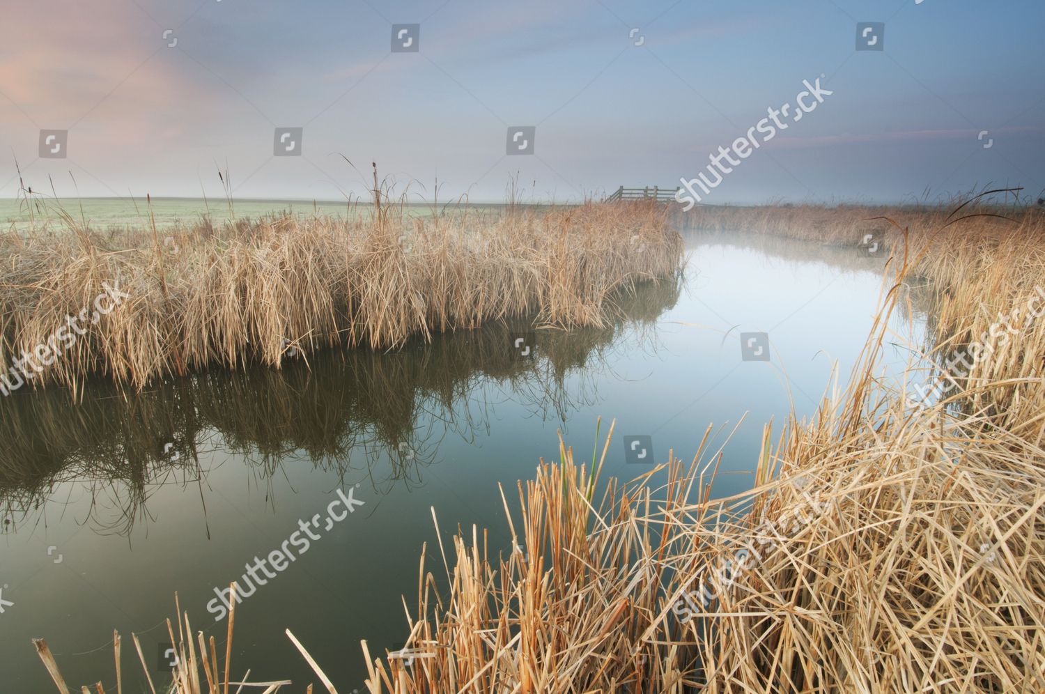 Great Reedmace Typha Latifolia Growing Along Editorial Stock Photo ...