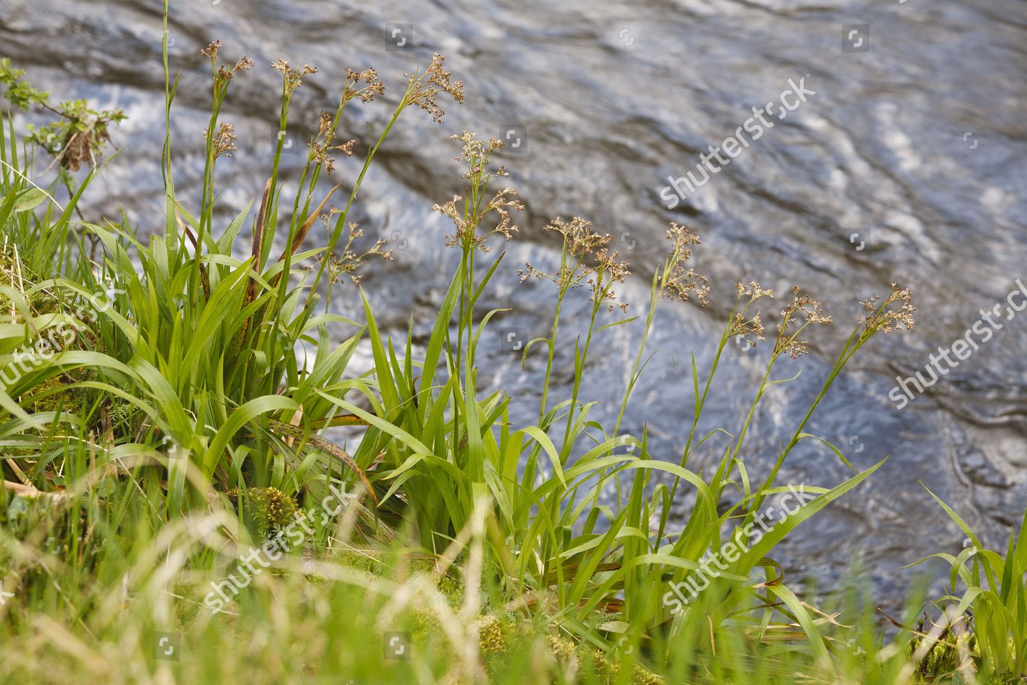 Great Woodrush Luzula Sylvatica Flowering Growing Editorial Stock Photo ...