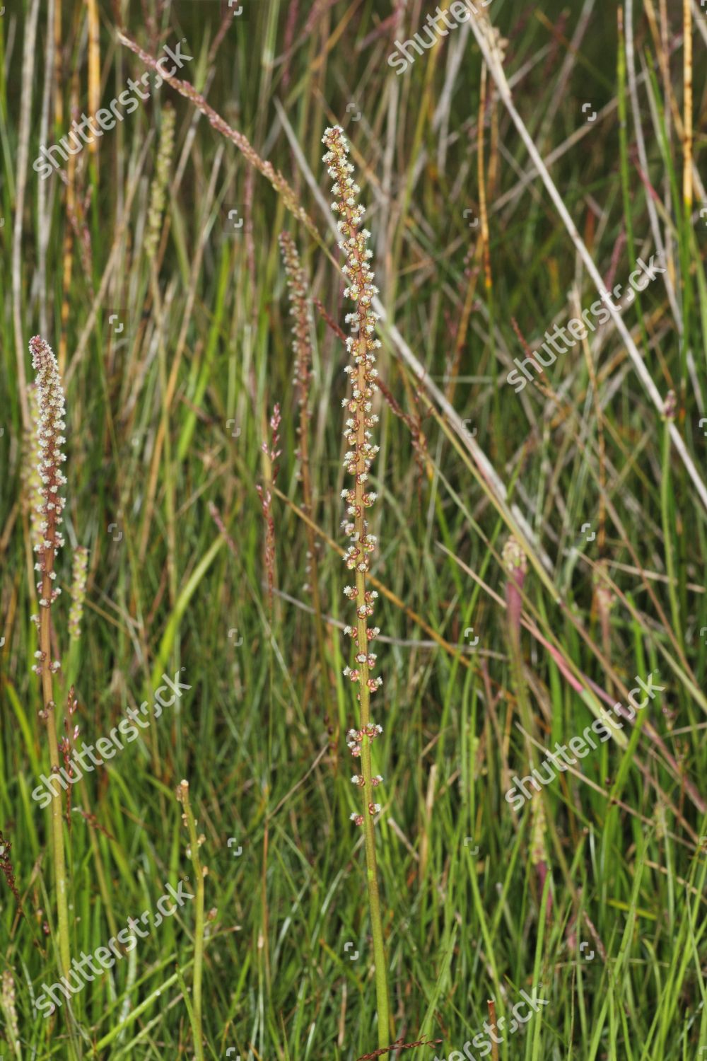 Sea Arrowgrass Triglochin Maritima Flowering Growing Editorial Stock ...