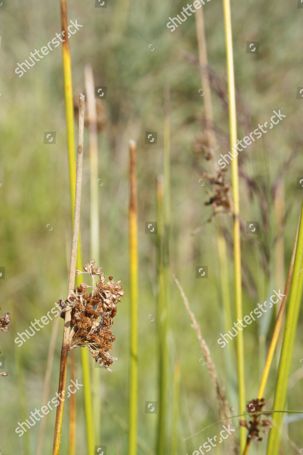 Great Fen Sedge Cladium Mariscus Fruit Editorial Stock Photo - Stock ...