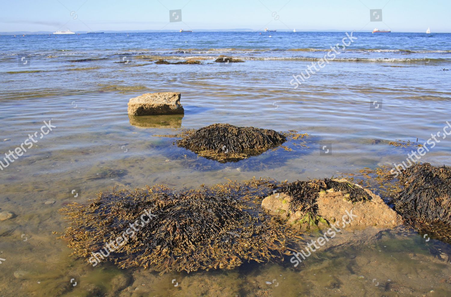 Bladder Wrack Fucus Vesiculosus Fronds Floating Editorial Stock Photo ...
