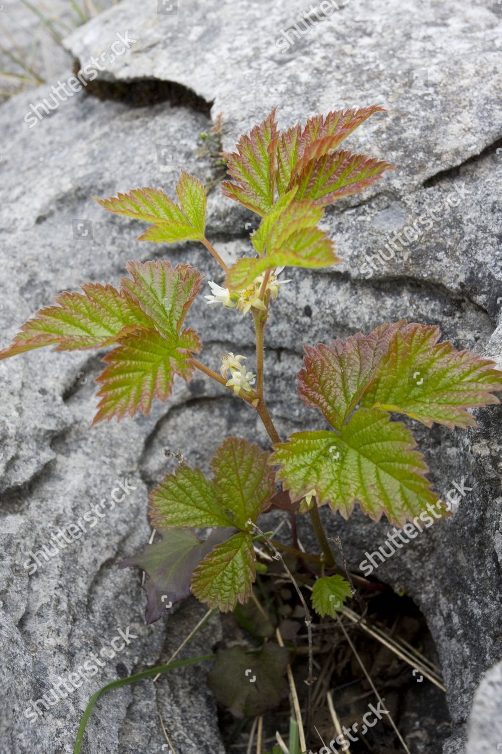 Stone Bramble Rubus Saxatilis Flowering Growing Editorial Stock Photo ...
