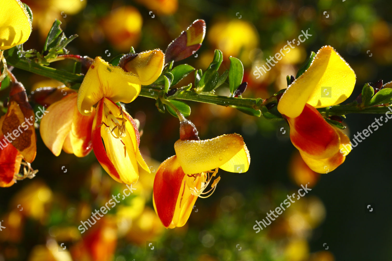 Common Broom Cytisus Scoparius Flowers Bicoloured Editorial Stock Photo ...