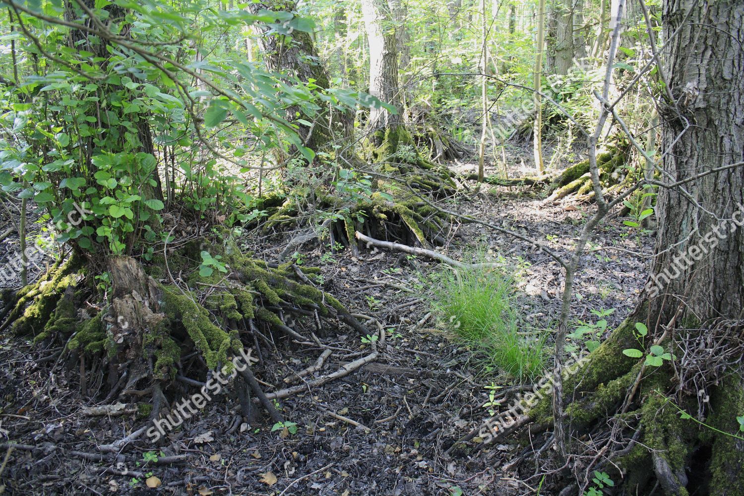 Common Alder Alnus Glutinosa Exposed Roots Editorial Stock Photo ...