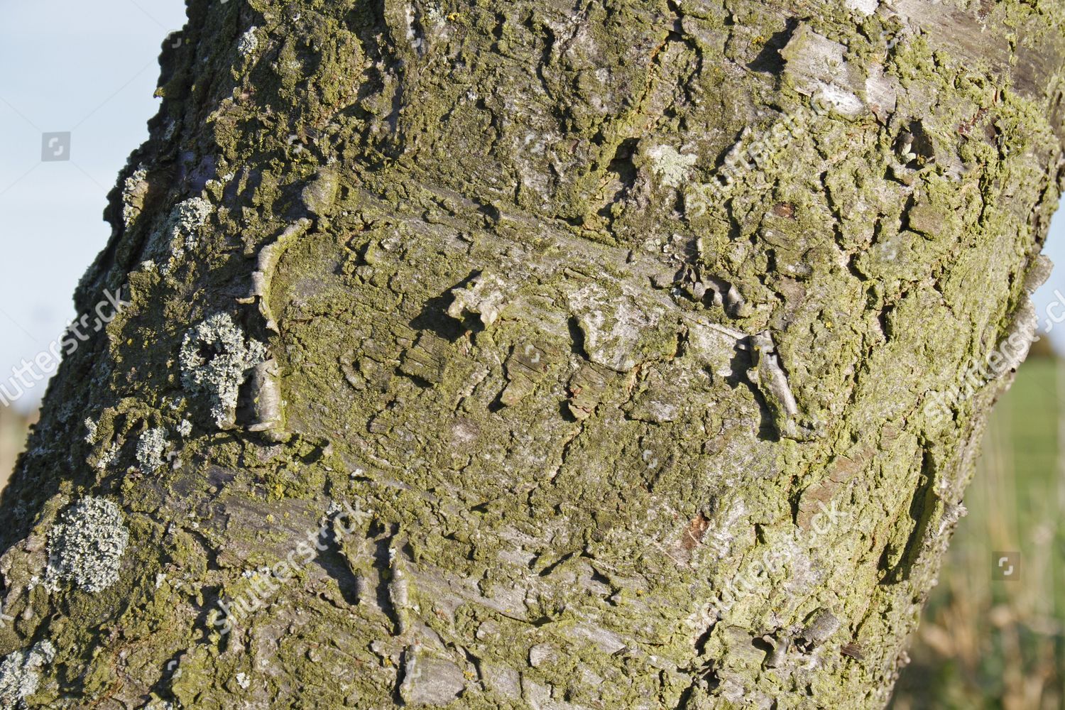 Wild Cherry Prunus Avium Bark Wickham Editorial Stock Photo - Stock ...