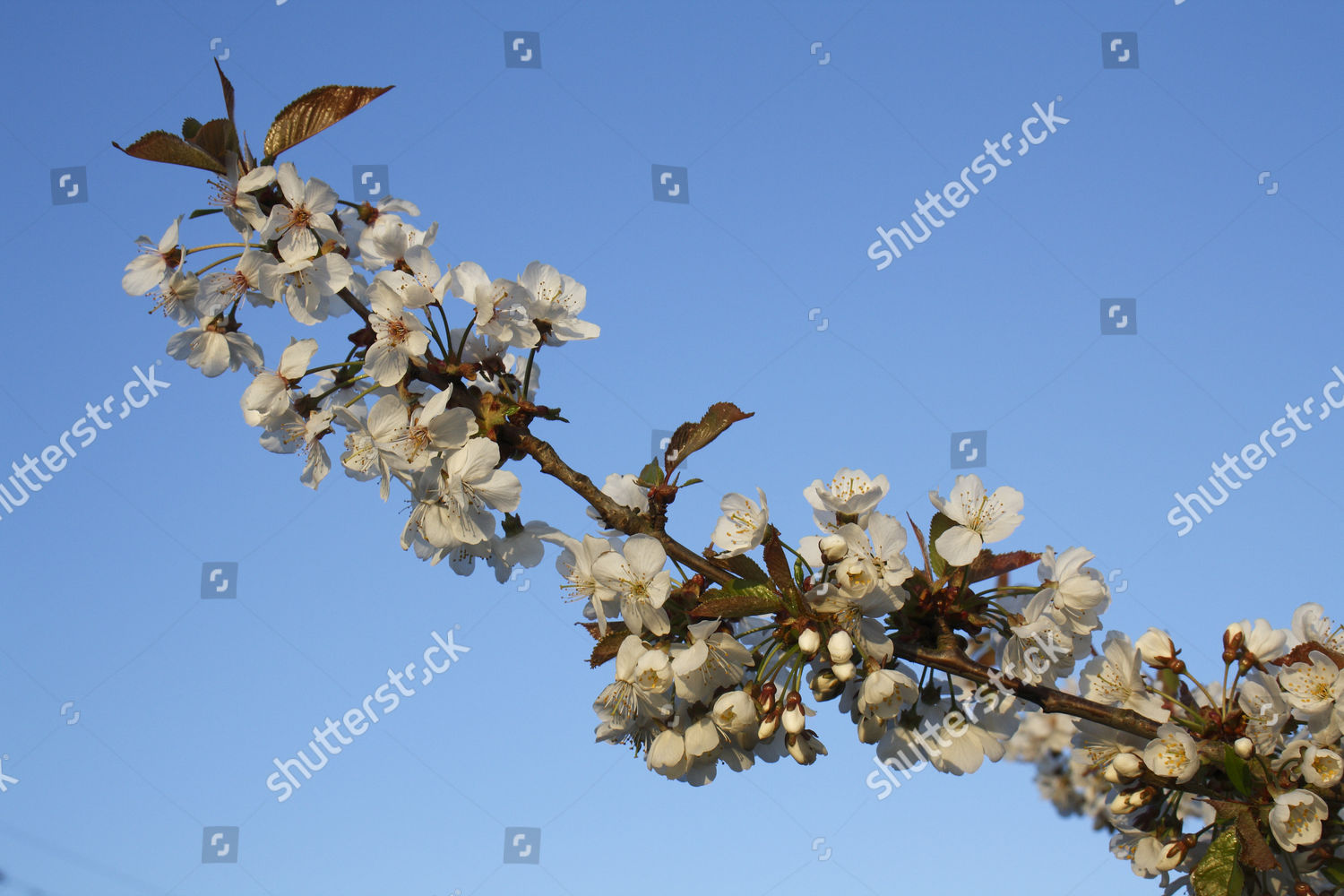 Wild Cherry Prunus Avium Flowers Bacton Editorial Stock Photo - Stock ...