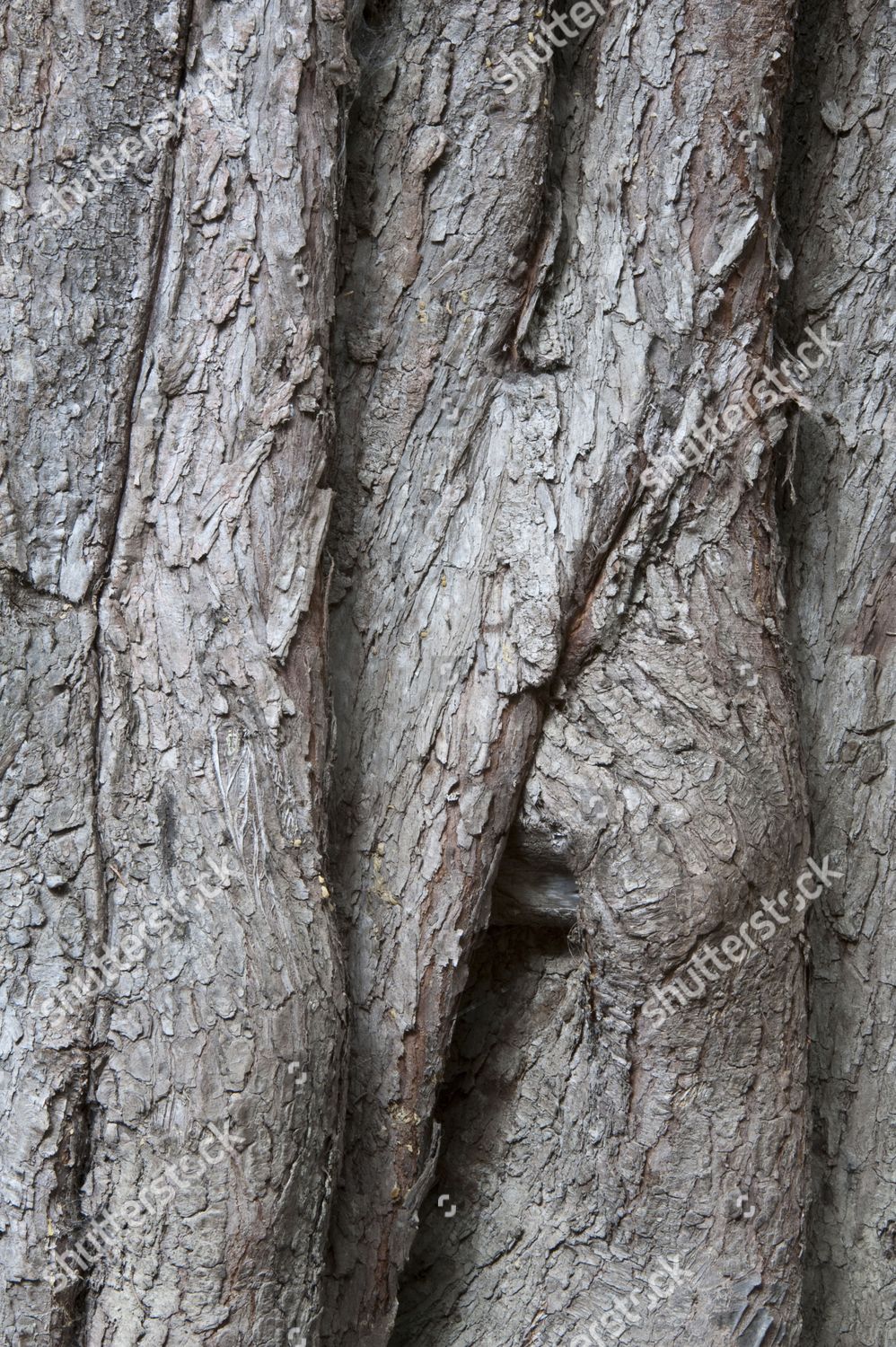 Monterey Cypress Cupressus Macrocarpa Introduced Species Editorial ...