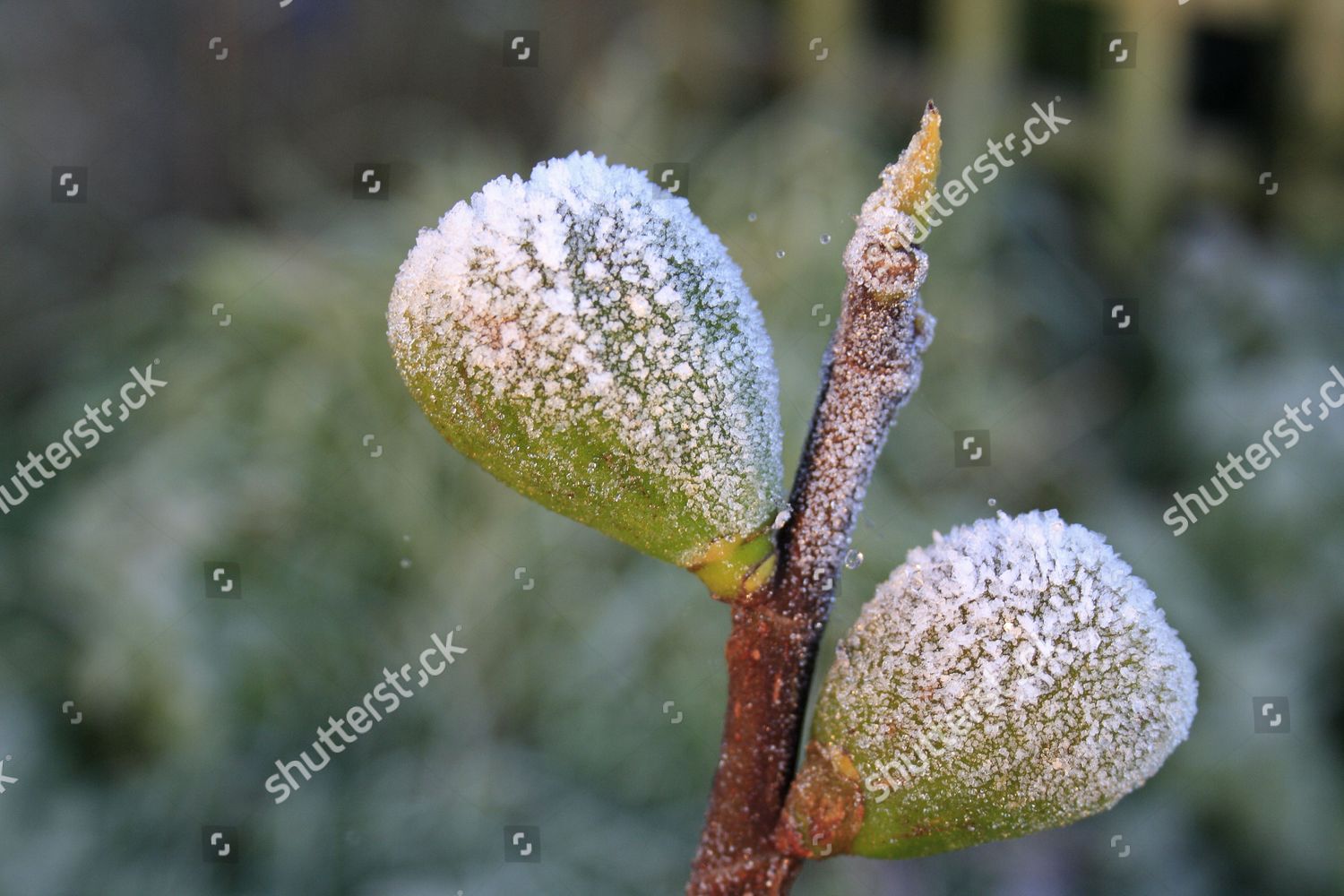 Common Fig Ficus Carica Frost Covered Editorial Stock Photo - Stock ...