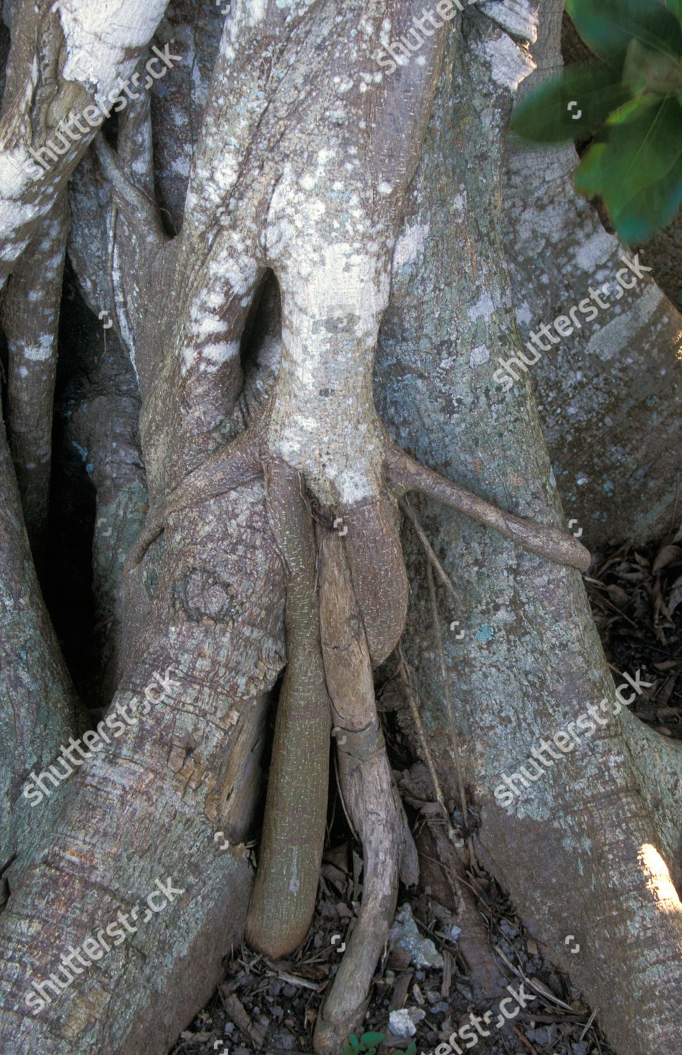 Strangler Fig Ficus Aurea Roots On Editorial Stock Photo - Stock Image ...