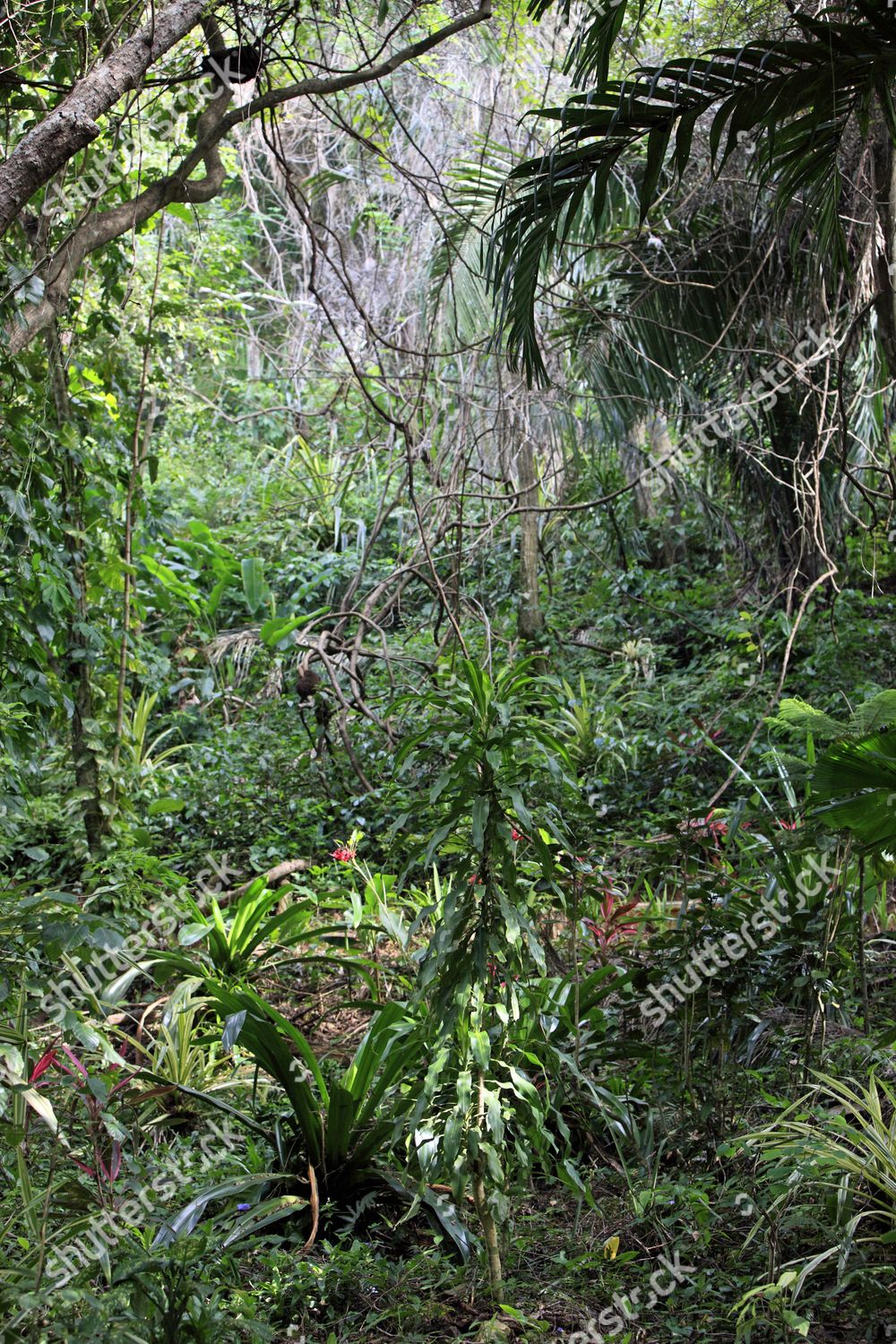 Neotropical Rainforest Habitat Roatan Honduras Editorial Stock Photo ...