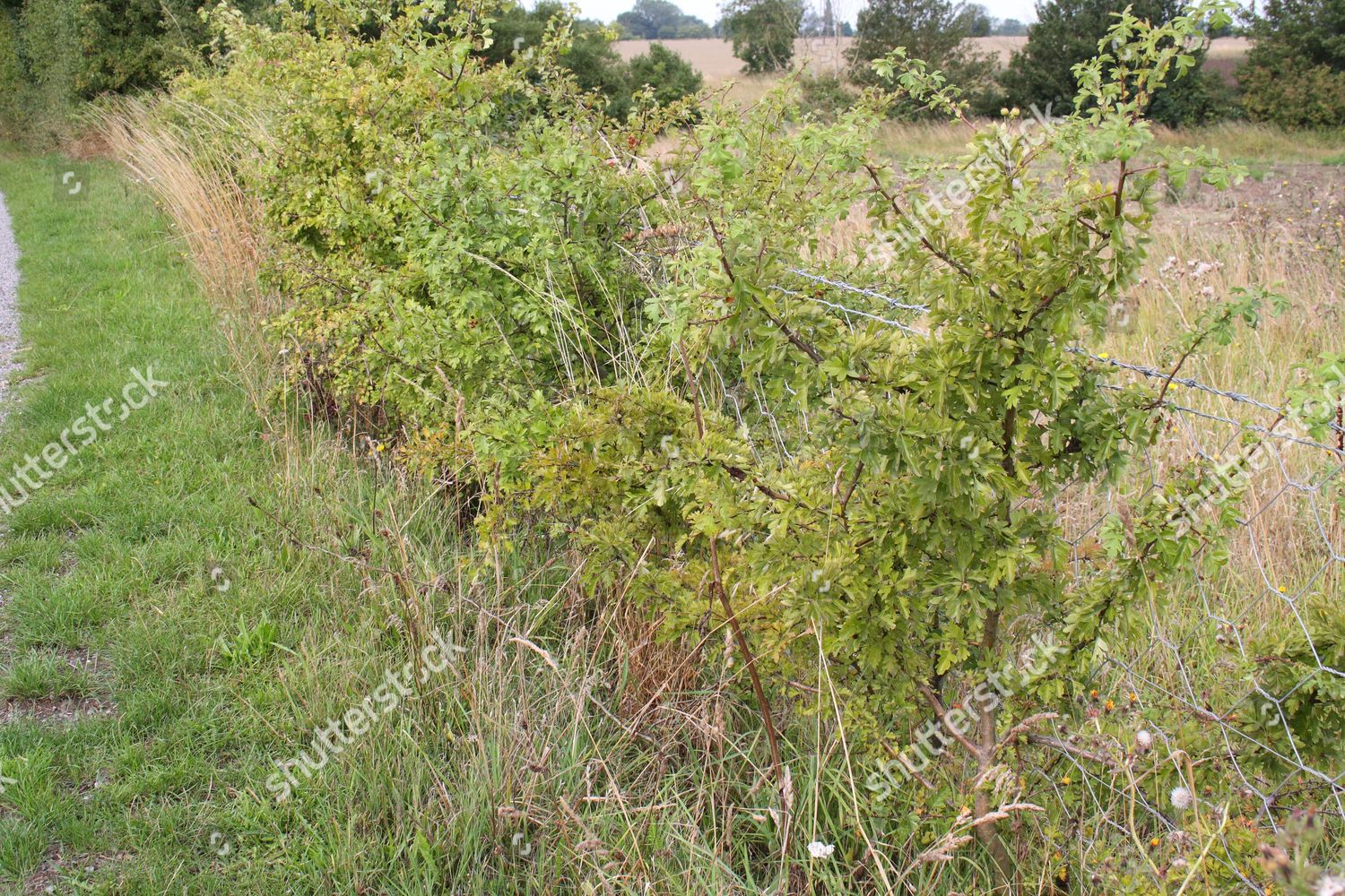 Common Hawthorn Crataegus Monogyna New Hedge Editorial Stock Photo ...