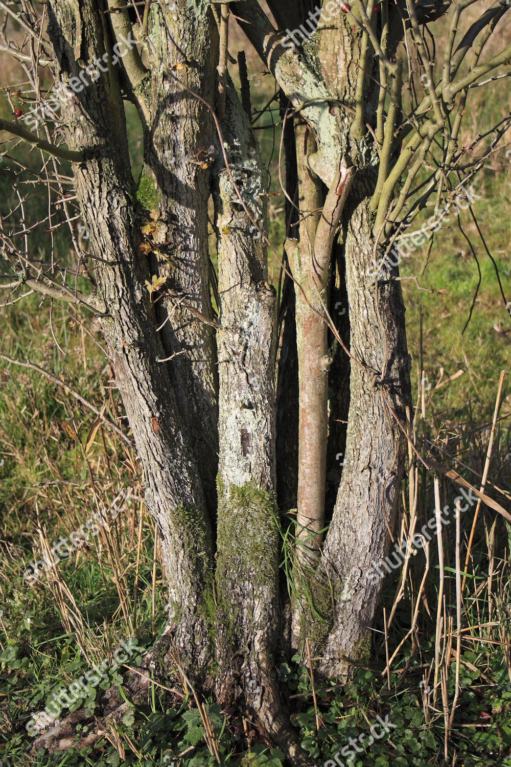 Common Hawthorn Crataegus Monogyna Trunk Multiple Editorial Stock Photo ...