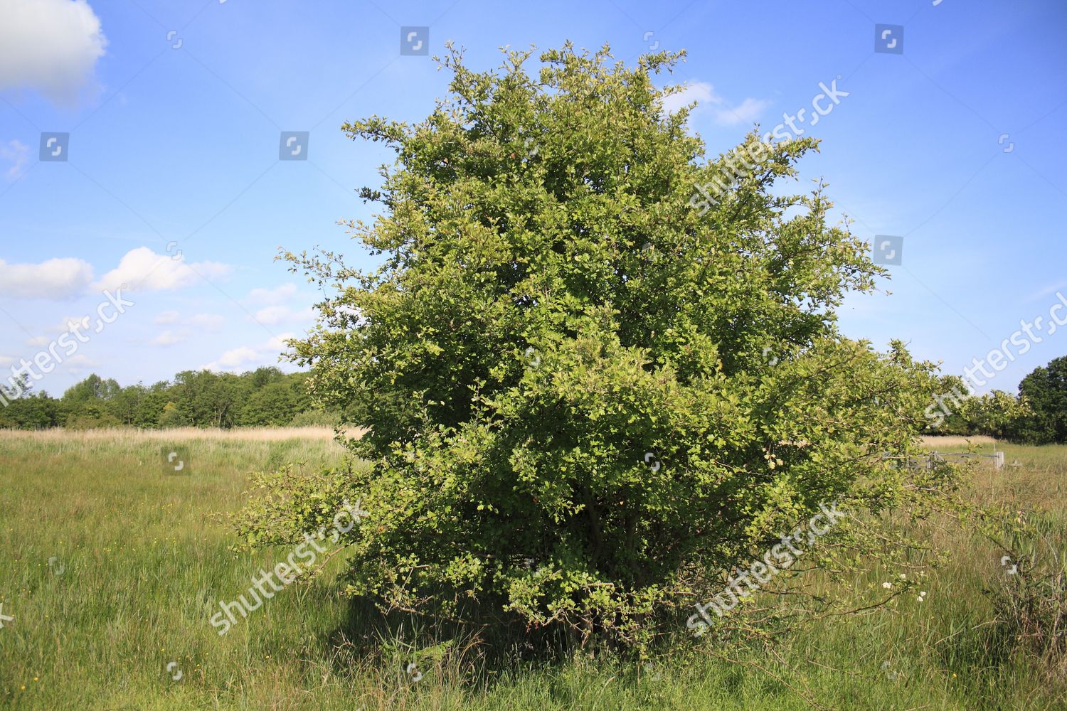 Common Hawthorn Crataegus Monogyna Habit Growing Editorial Stock Photo ...