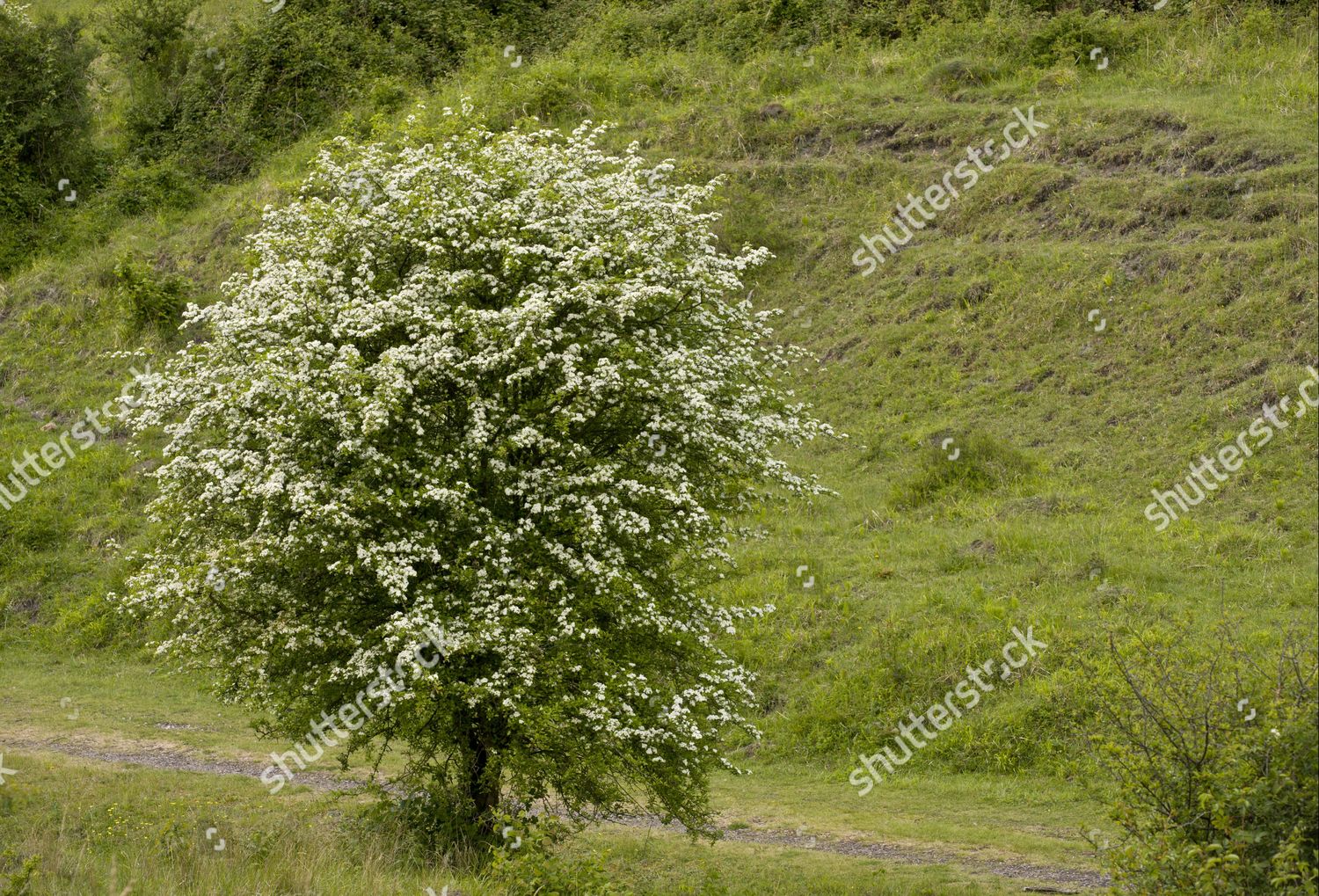 Common Hawthorn Crataegus Monogyna Habit Flowering Editorial Stock ...