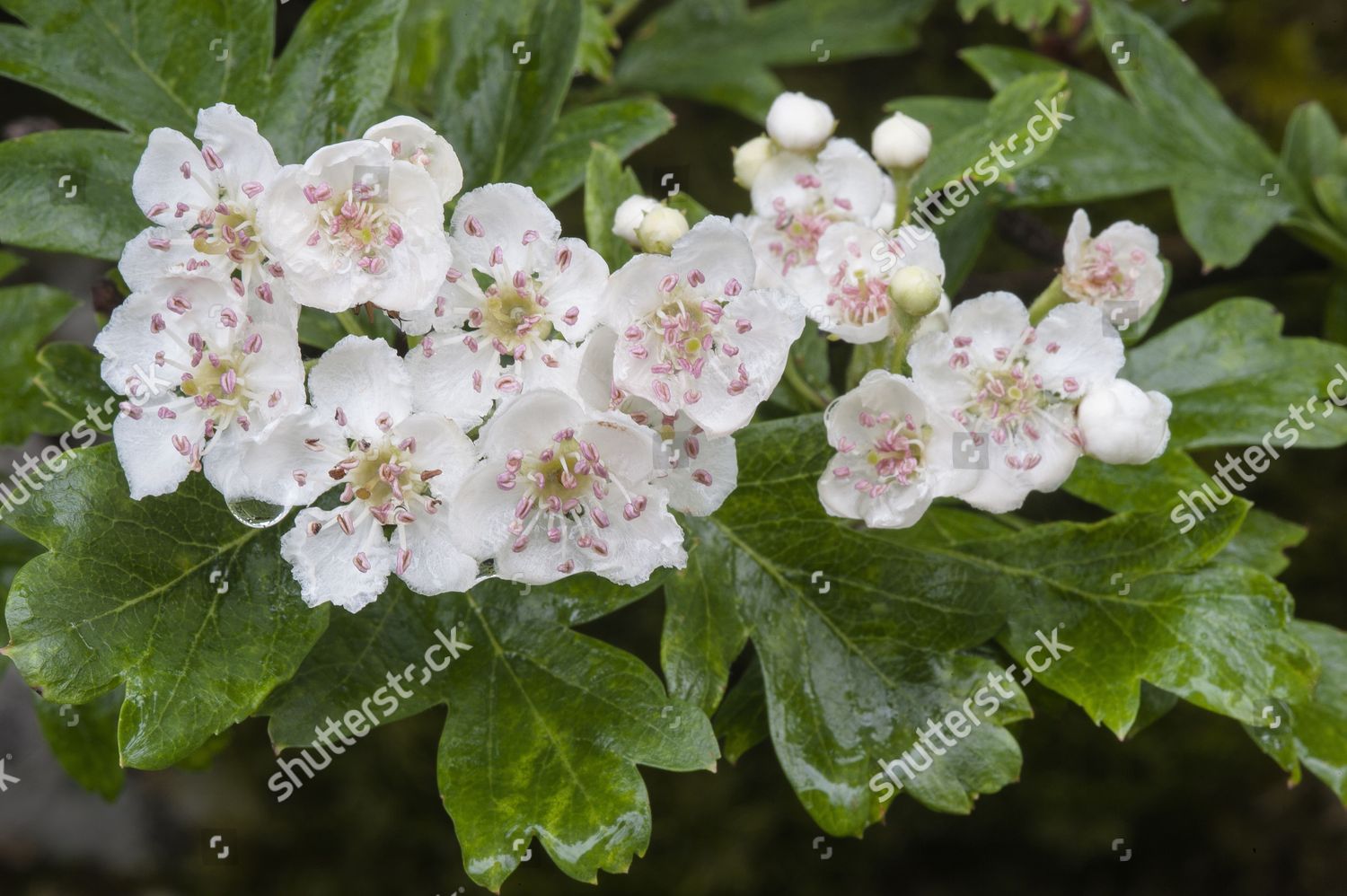 Common Hawthorn Crataegus Monogyna Flowers Raindrops Editorial Stock ...