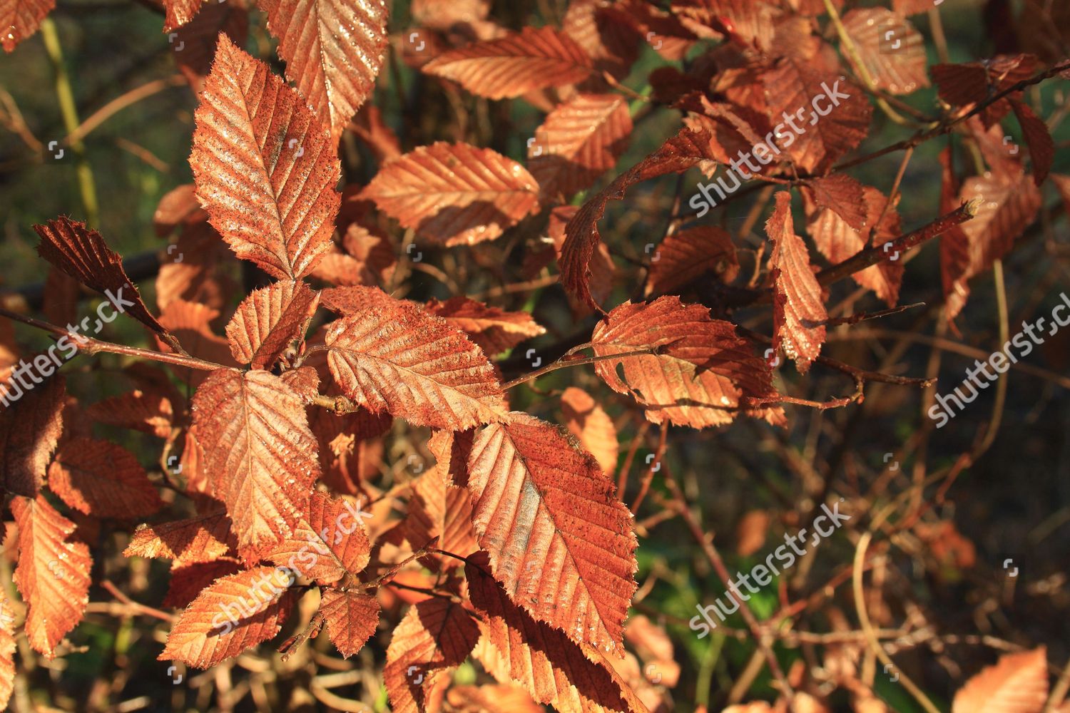 European Hornbeam Carpinus Betulus Leaves Autumn Editorial Stock Photo ...