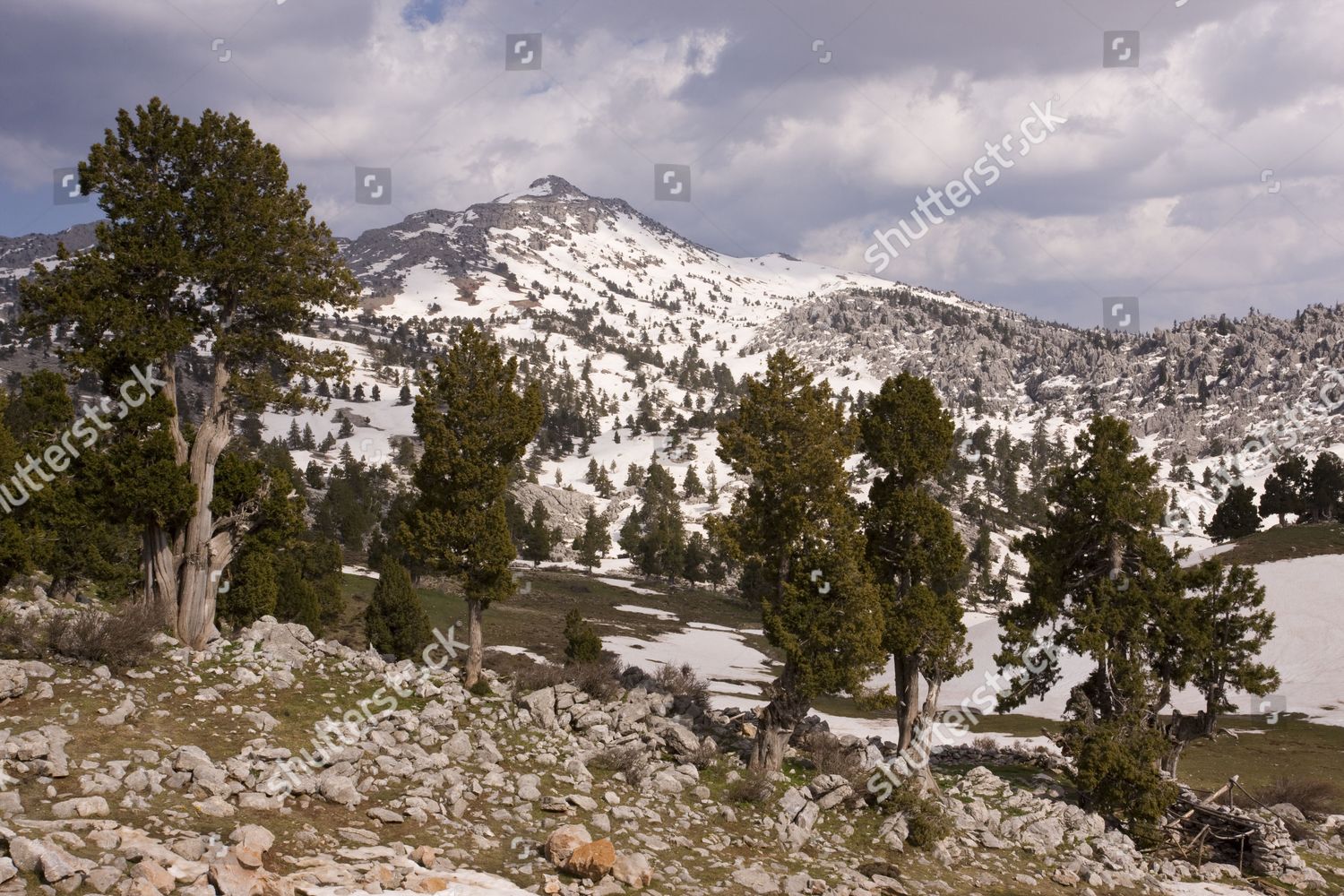 Grecian Juniper Juniperus Excelsa Old Trees Editorial Stock Photo ...