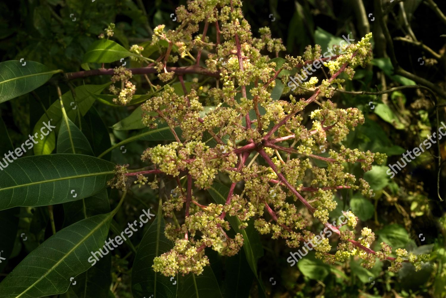 Mango Mangifera Indica Flowers Peermade Kerala Editorial Stock Photo ...