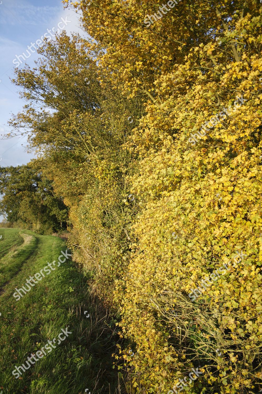 Field Maple Acer Campestre Leaves Autumn Editorial Stock Photo - Stock ...