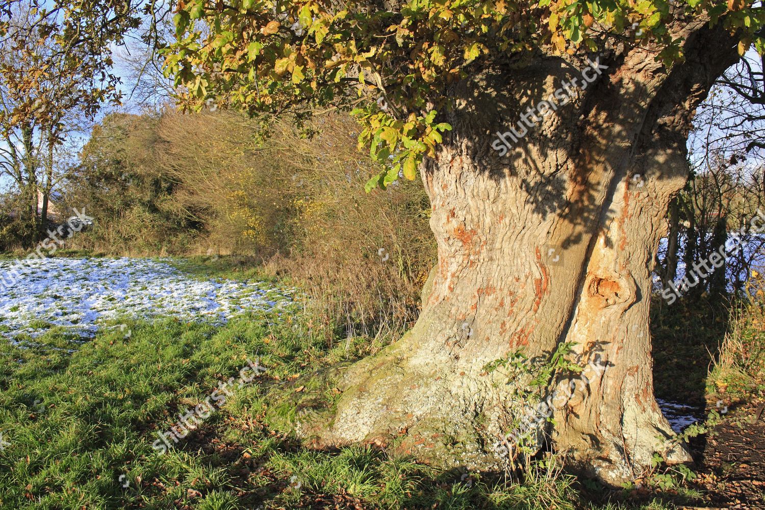 Common Oak Quercus Robur Ancient Tree Editorial Stock Photo - Stock ...