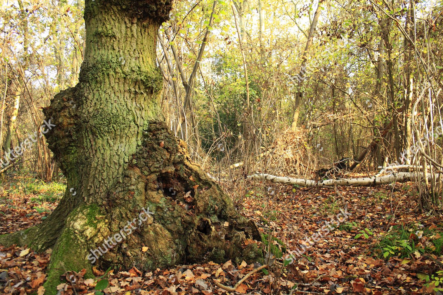 Common Oak Quercus Robur Trunk Burrs Editorial Stock Photo - Stock ...