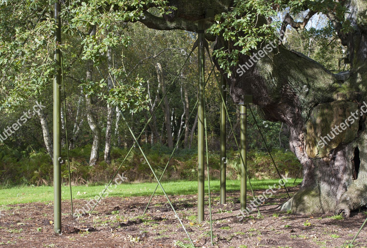 Common Oak Quercus Robur Major Oak Editorial Stock Photo - Stock Image ...