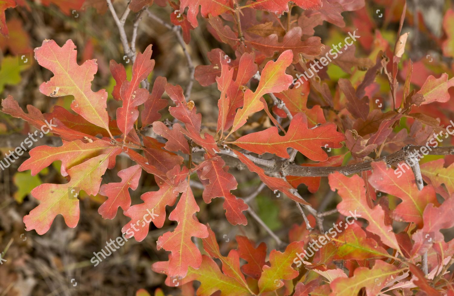 Gambel Oak Quercus Gambelii Leaves Autumn Editorial Stock Photo - Stock ...