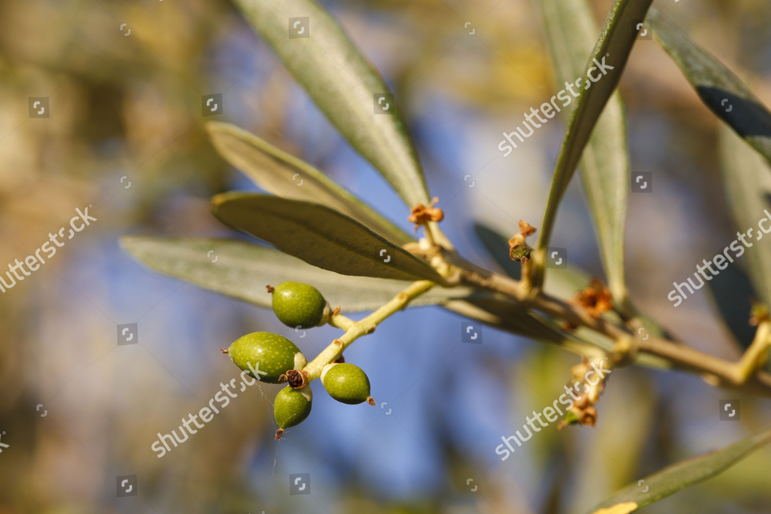 Olive Olea Europea Young Fruit Forming Editorial Stock Photo - Stock ...