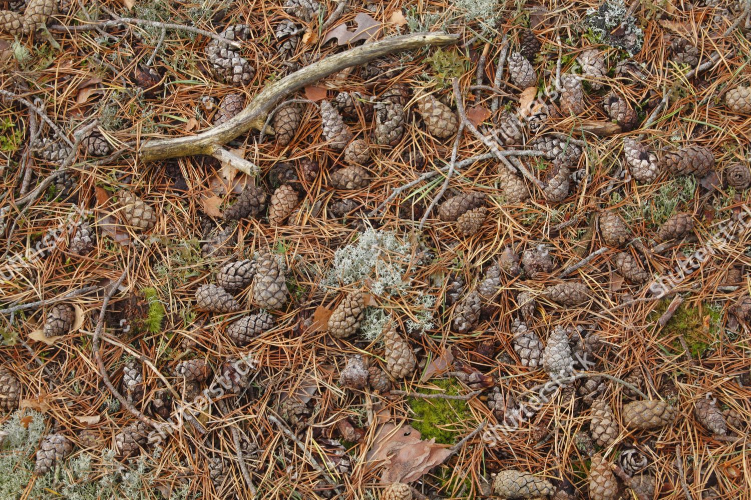Scots Pine Pinus Sylvestris Fallen Cones Editorial Stock Photo - Stock ...