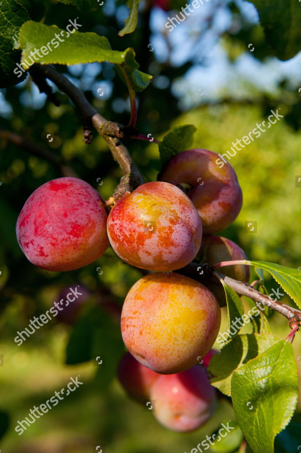Plum Prunus Domestica Reeves Fruit Growing Editorial Stock Photo ...