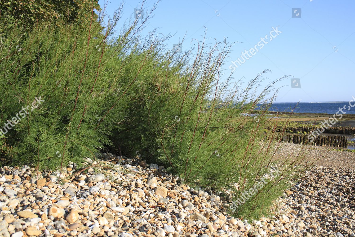 Tamarisk Tamarix Gallica Introduced Species Habit Editorial Stock Photo ...