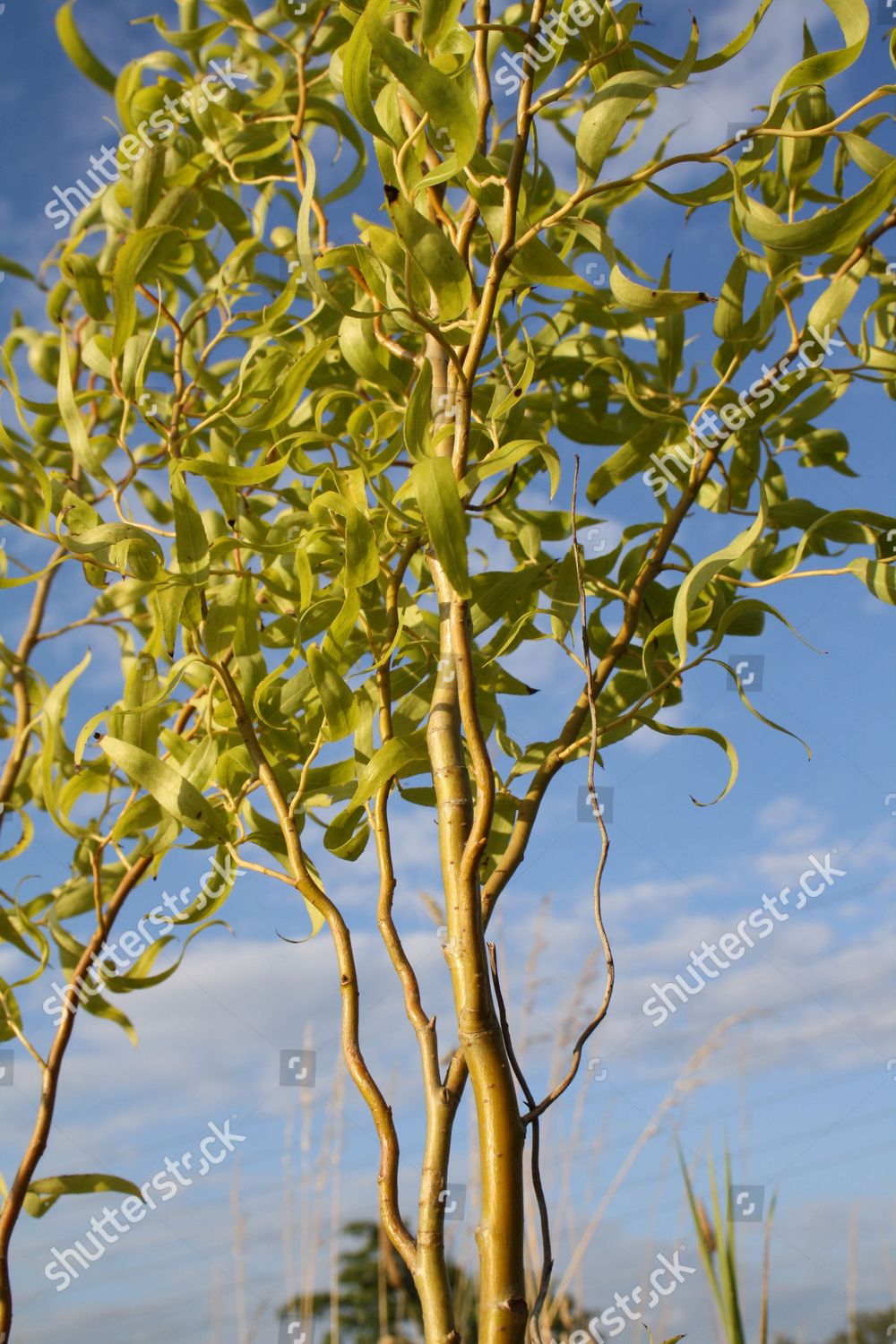Contorted Willow Salix Sp Twigs Leaves Editorial Stock Photo - Stock ...