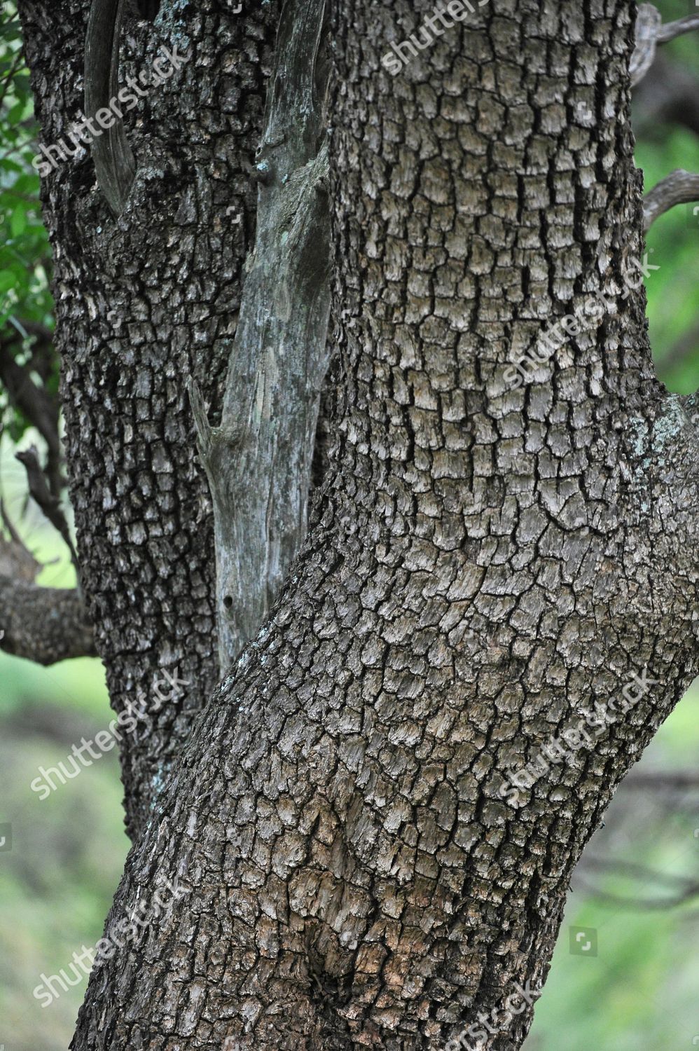 Leadwood Combretum Imberbe Trunk Growing Lowveld Editorial Stock Photo ...
