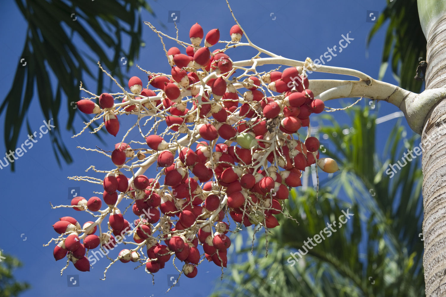 Manila Palm Adonidia Merrillii Fruit Palawan Editorial Stock Photo ...