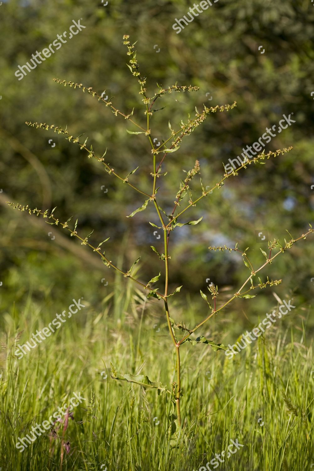 Fiddle Dock Rumex Pulcher Flowering Corsica Editorial Stock Photo ...